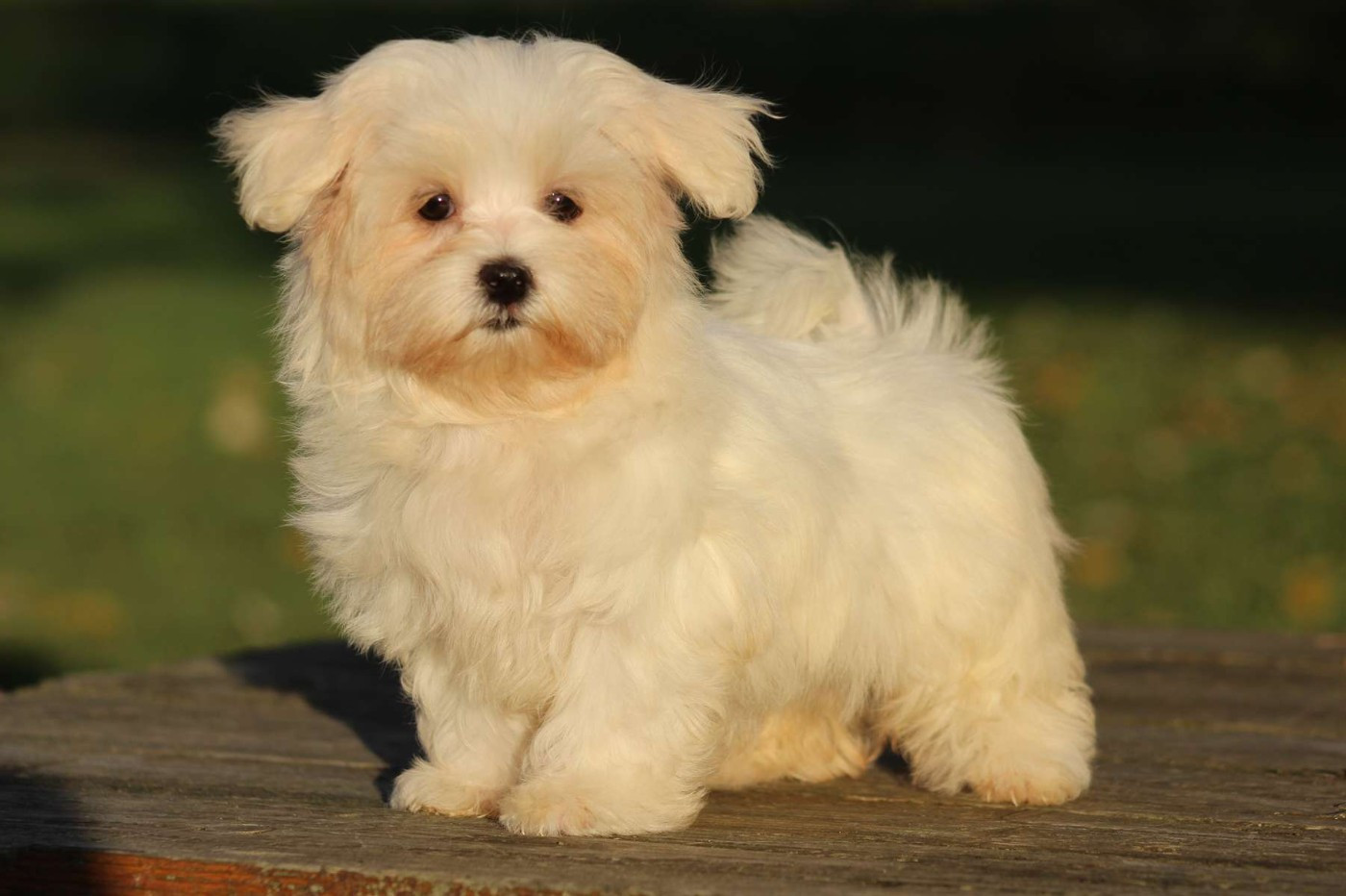 Chiots de la race Bichon maltais disponibles sur chiots-de-france