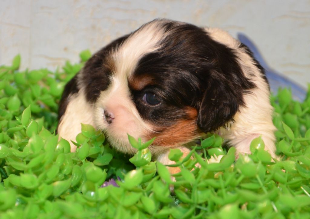 Chiot Cavalier King Charles Spaniel - V' WENDY de la Vallée d' ALINA de ...