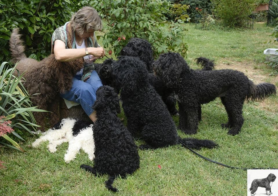 Accueil - Elevage de Barbets de la serve de la chapelle d'Alexandre ...