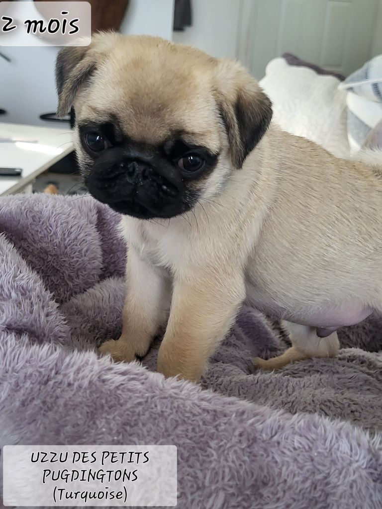 Chiot Carlin - UZZU Des Petits Pugdingtons