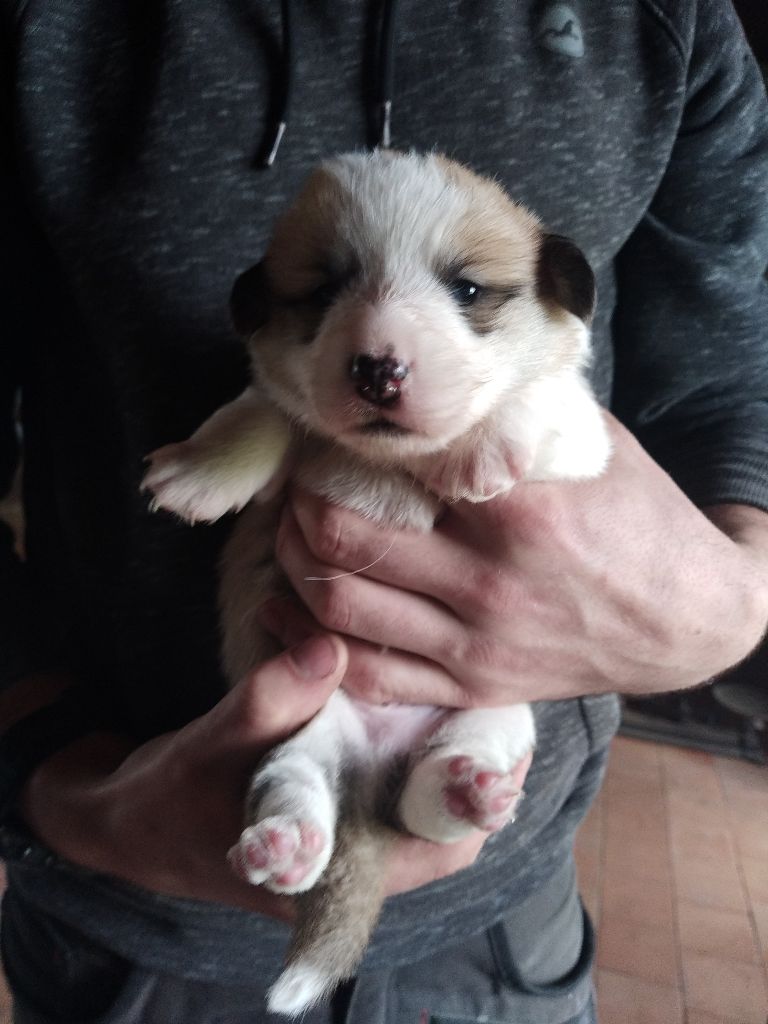 Chiot Welsh Corgi Pembroke - CHIOT 1 Des Bergers De La Petite Isle