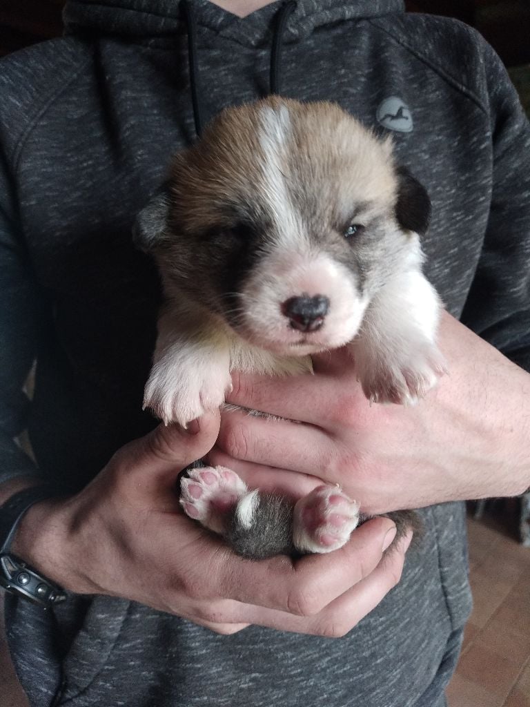 Chiot Welsh Corgi Pembroke - CHIOT 2 Des Bergers De La Petite Isle
