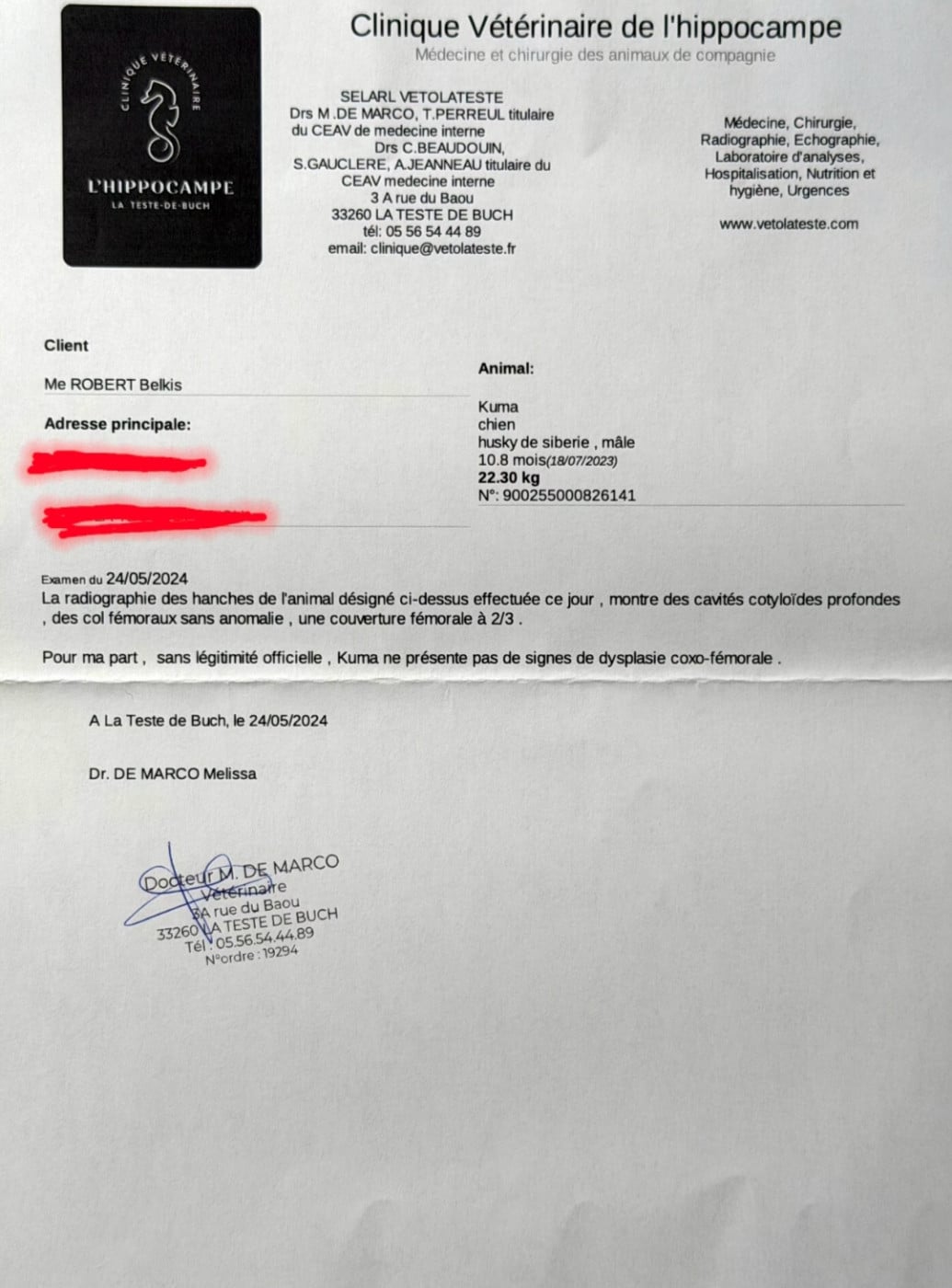 Chien Siberian Husky berry mix Absinthe