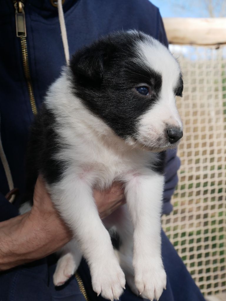 Tous nos chiots à vendre de race Border Collie en France