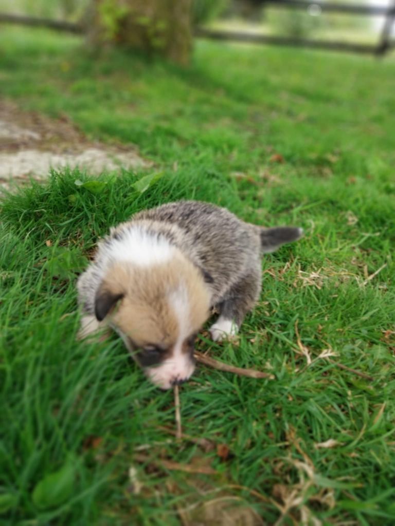 Chiot Welsh Corgi Pembroke - CHIOT 3 du regard de bianca