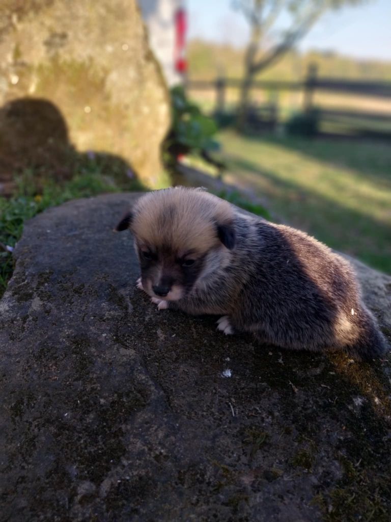 Chiot Welsh Corgi Pembroke - CHIOT 1 du regard de bianca