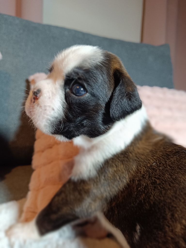 Chiot Boxer - CHIOT collier rouge De La Cour Du Château D'Ecordal