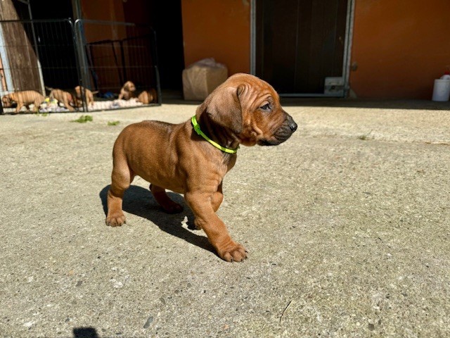 Chiot Rhodesian Ridgeback - CHIOT Of Shambhalla