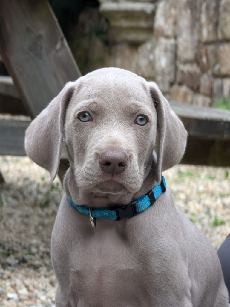 Chiot Braque de Weimar - CHIOT 2 Parthenon Sappho