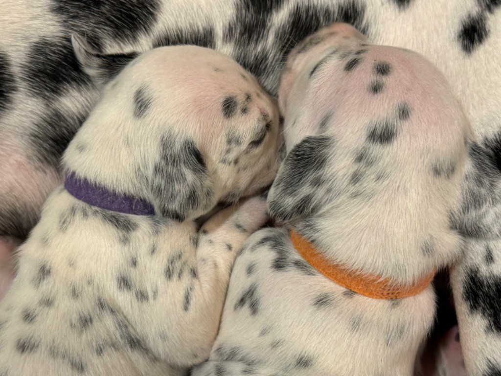 Chiot Dalmatien - Collier violet Dalmat Lovers