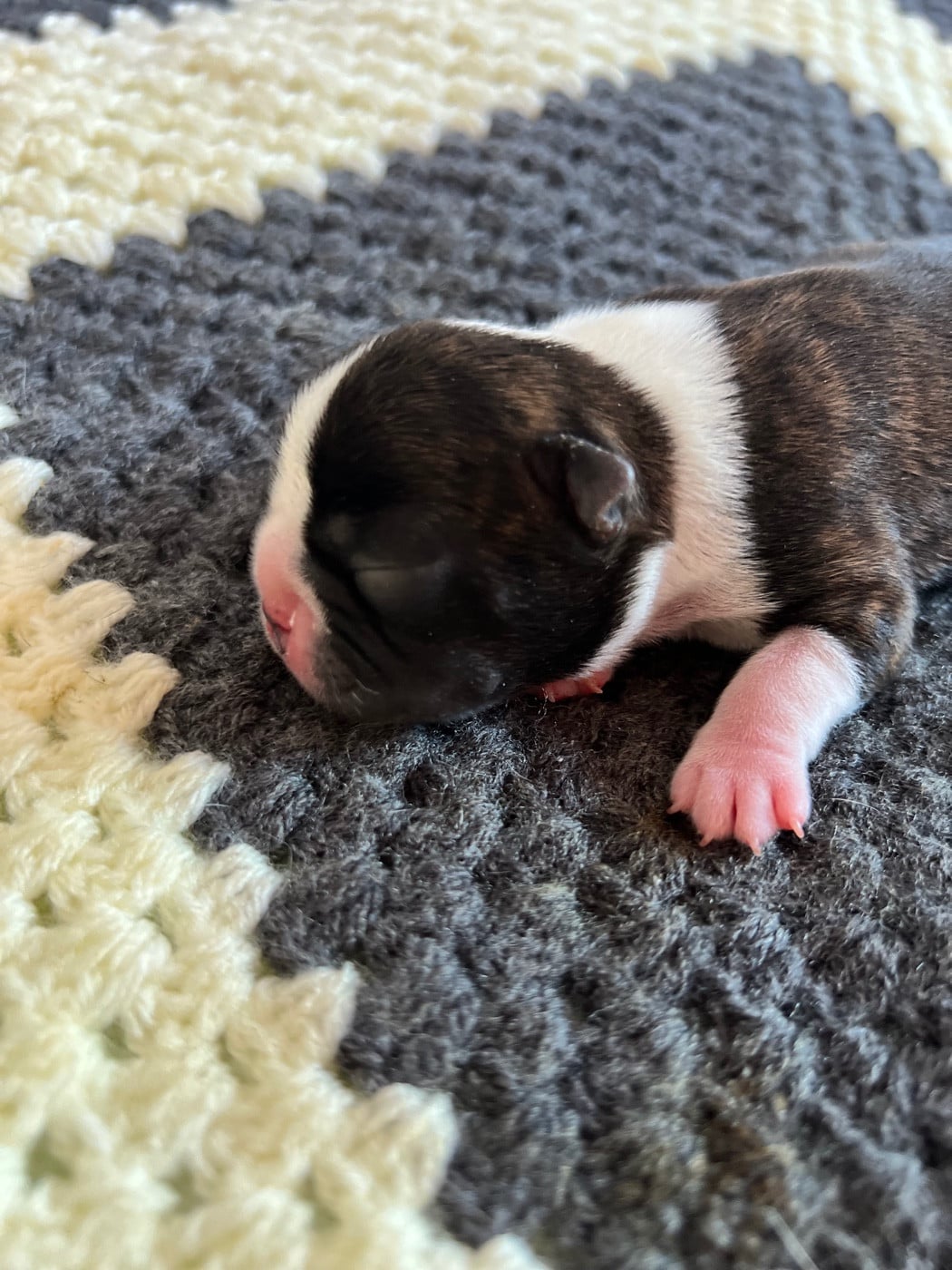 Chiot Boston Terrier - Asko Ma Mou De Boston