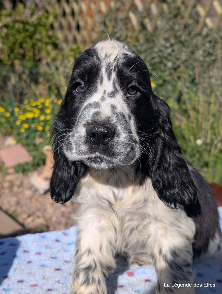 Chiots Cocker Anglais A Vendre