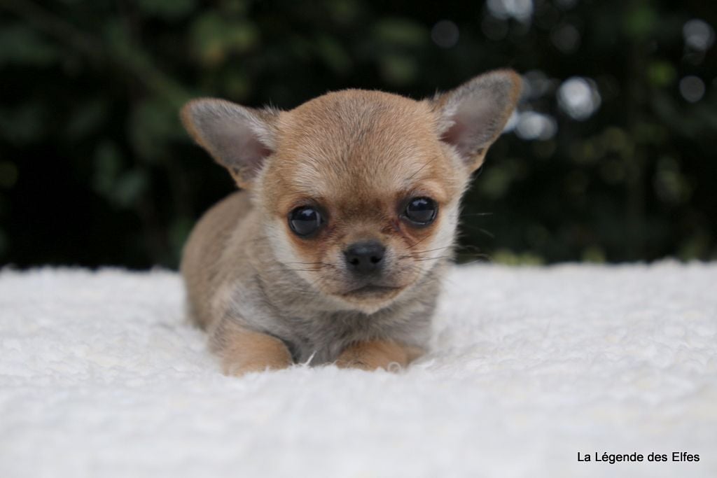 Chiots de la race Chihuahua disponibles sur chiots-de-france