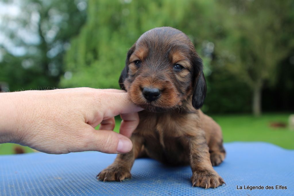 Accueil - Elevage la legende des elfes - eleveur de chiens Teckel poil long