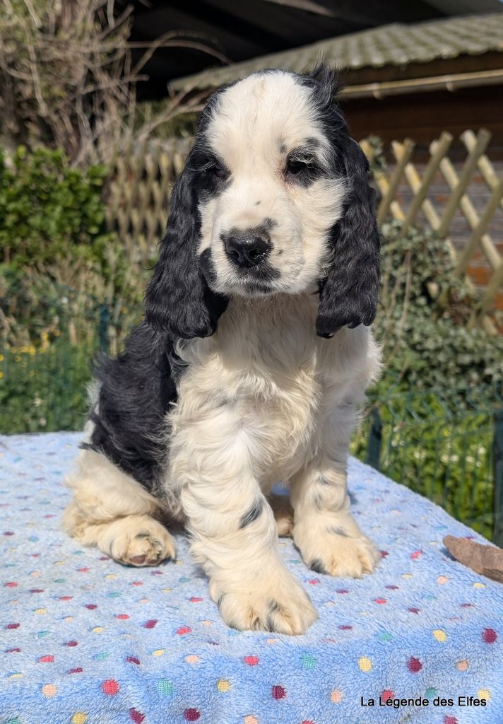 Chiots Cocker Anglais A Vendre