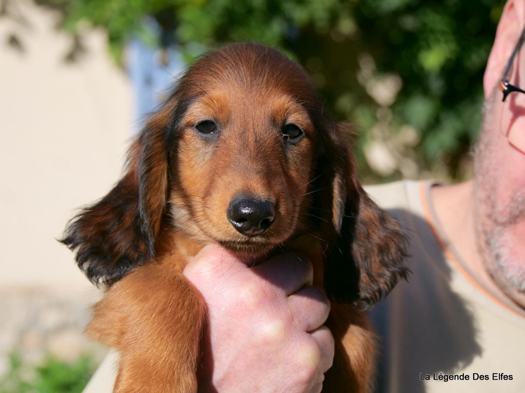 Chiot - Elevage la legende des elfes - eleveur de chiens Teckel poil long
