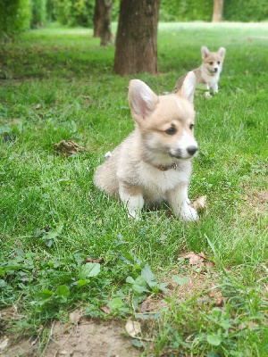 Chien Welsh Corgi Pembroke Umana du clos de reverie