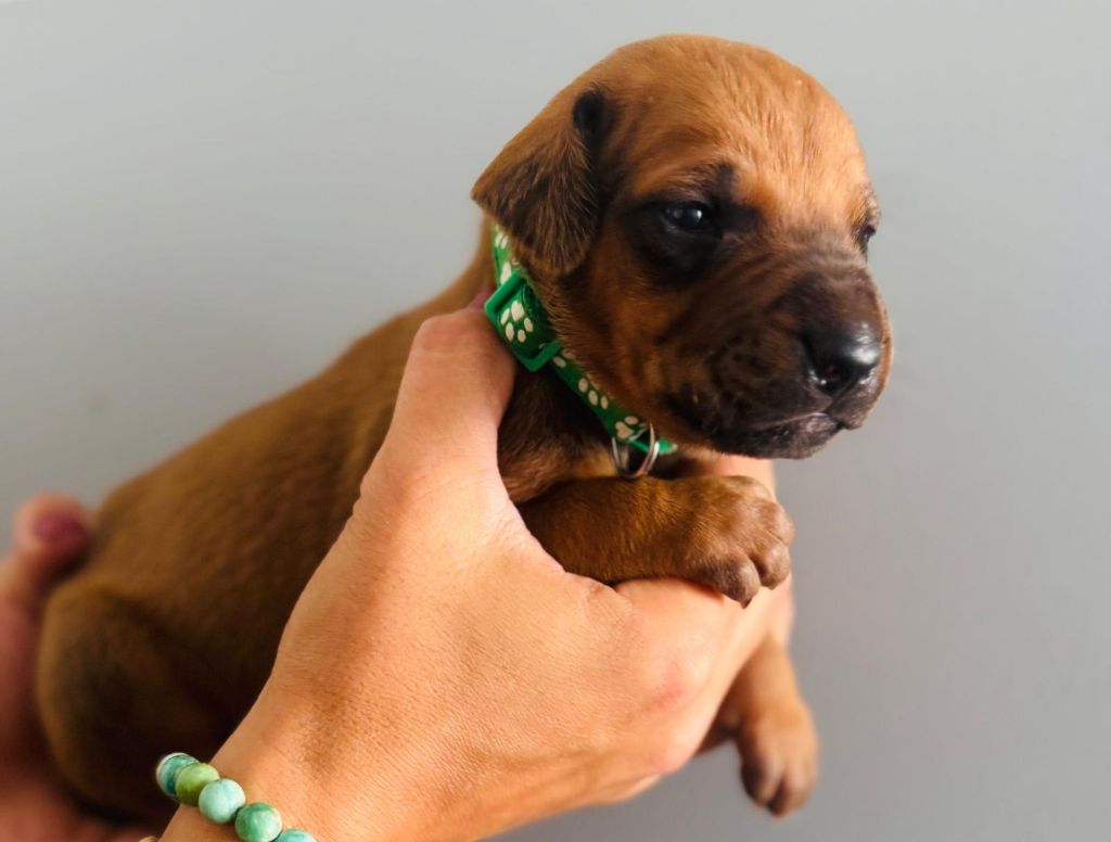 Chiot Rhodesian Ridgeback - VERT Angama