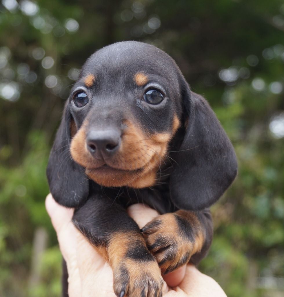 Chiot - Elevage du domaine de luard - eleveur de chiens Teckel poil ras