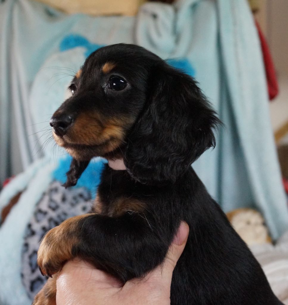 Chiot - Elevage du domaine de luard - eleveur de chiens Teckel poil long