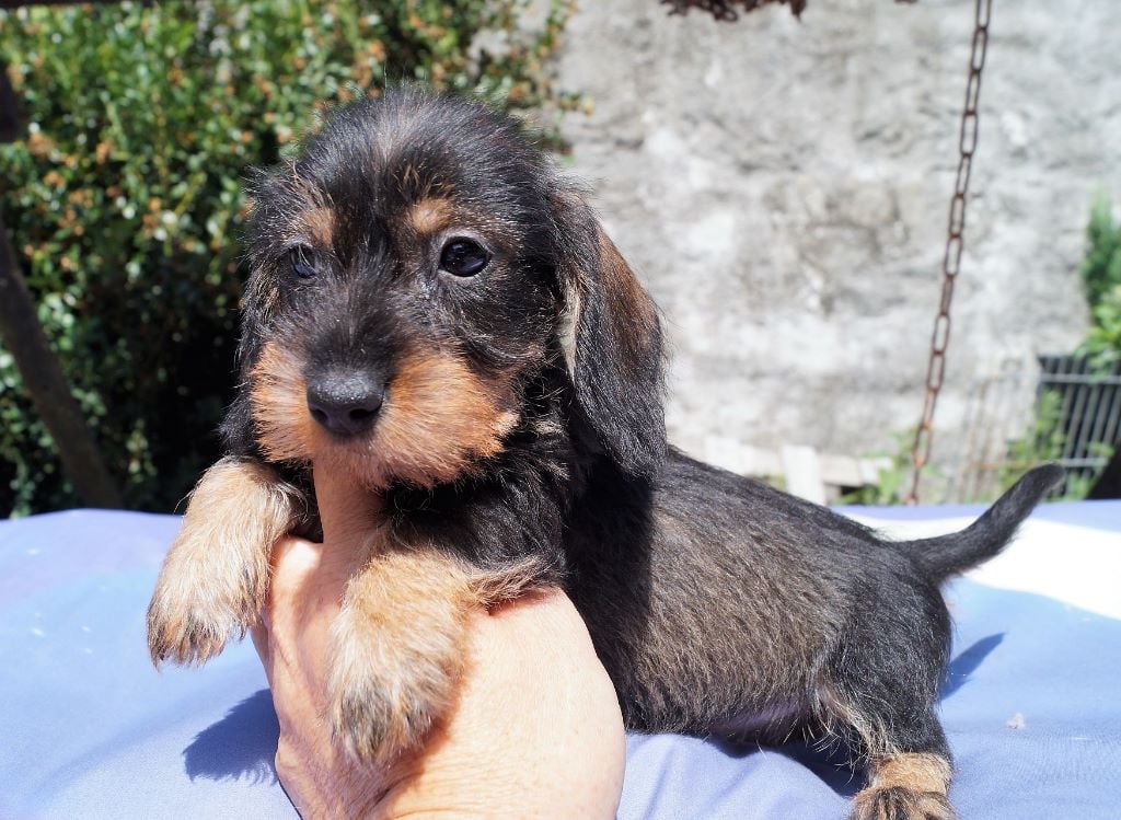 Chiot - Elevage du domaine de luard - eleveur de chiens Teckel poil dur