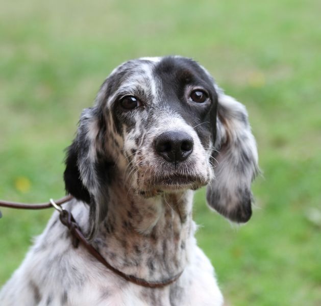 Chien Setter Anglais Estelle de Roc Mignon