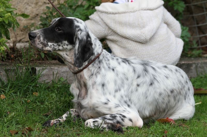 Chien Setter Anglais Estelle de Roc Mignon
