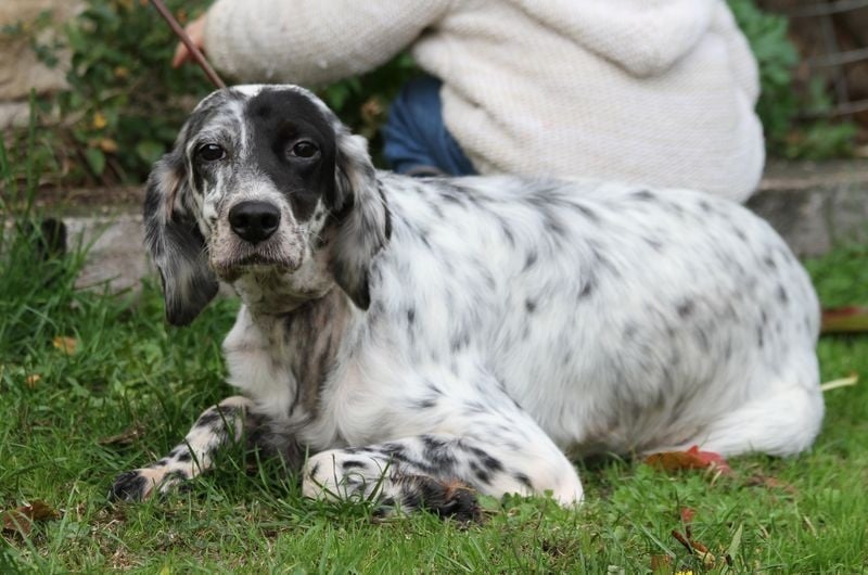 Chien Setter Anglais Estelle de Roc Mignon