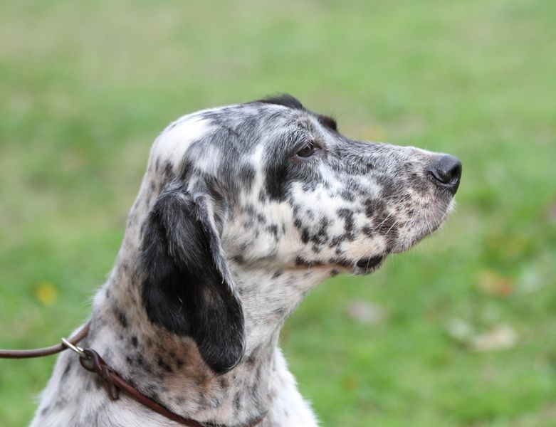 Chien Setter Anglais Estelle de Roc Mignon