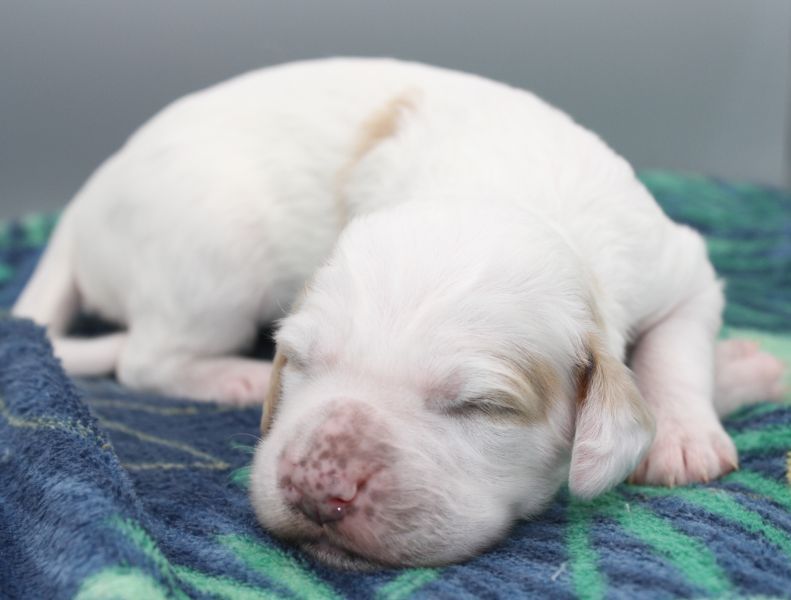 Chiot Setter Anglais - Femelle 3 - Lemon de Roc Mignon