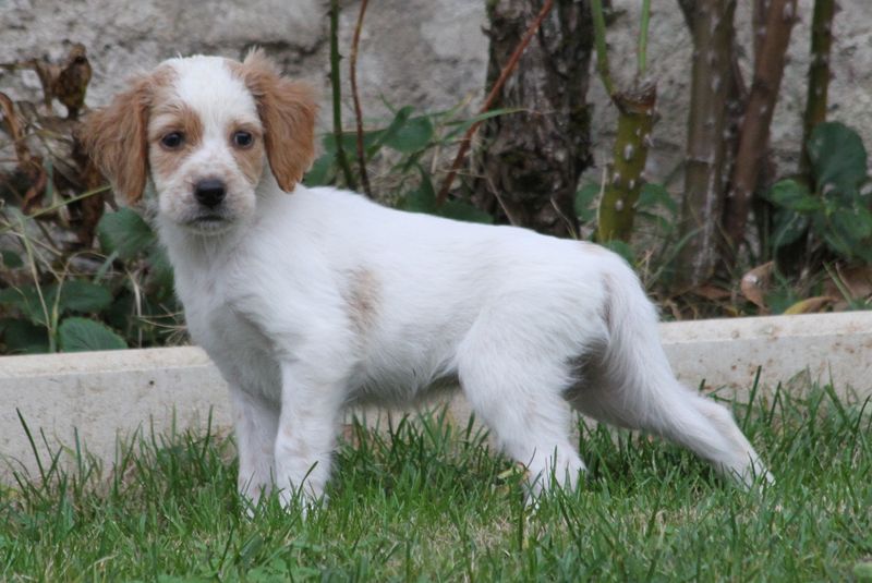 Chiot - Setter Anglais Roc Mignon - eleveur de Setter anglais