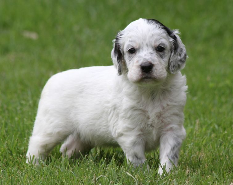 Chiots de la race Setter anglais disponibles sur chiots-de-france