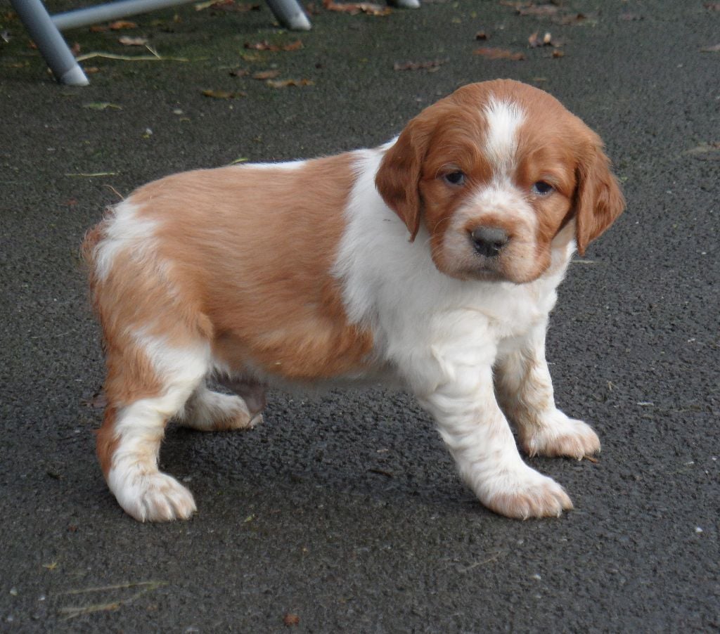 Chiot - Elevage De tremouard - Eleveur d' Epagneul Bretons
