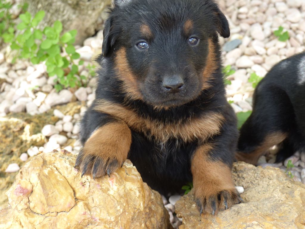 Chiot Berger de Beauce - CHIOT du Royaume D'Elsa