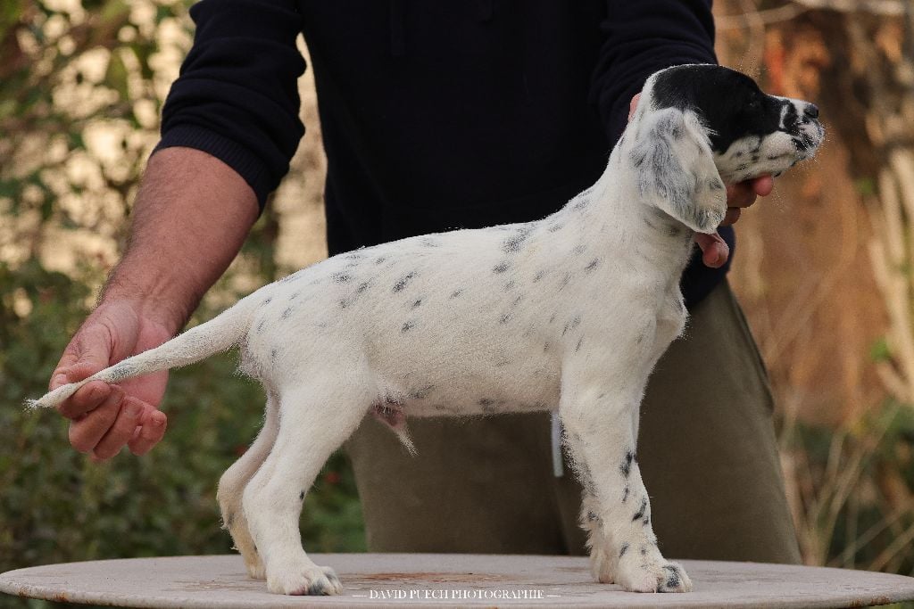 Chiot Setter Anglais - CHIOT 1 des condamines sous la tour