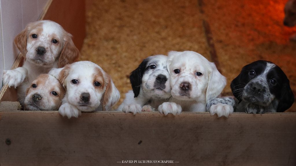 Chiots de la race Setter Anglais disponibles sur chiots-de-france