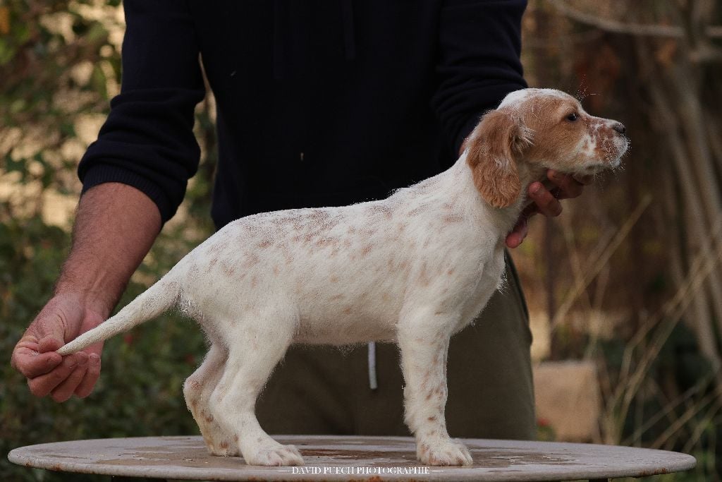 Chiot Setter Anglais - CHIOT 8 des condamines sous la tour
