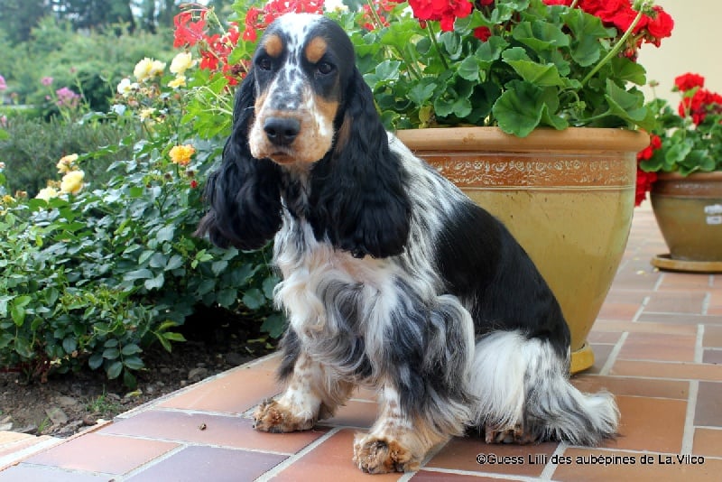 Chien - Cocker Anglais Spaniel - Elevage des aubépines de la Vilco