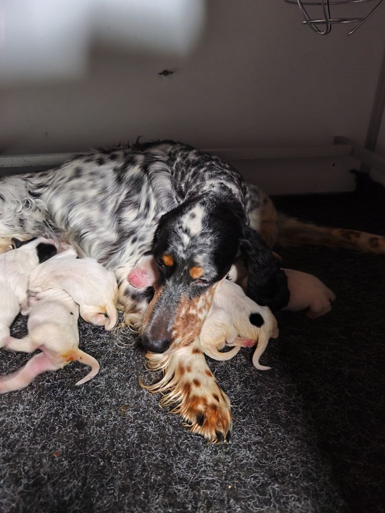 Chiot Setter Anglais - CHIOT 4 de la dame au long bec