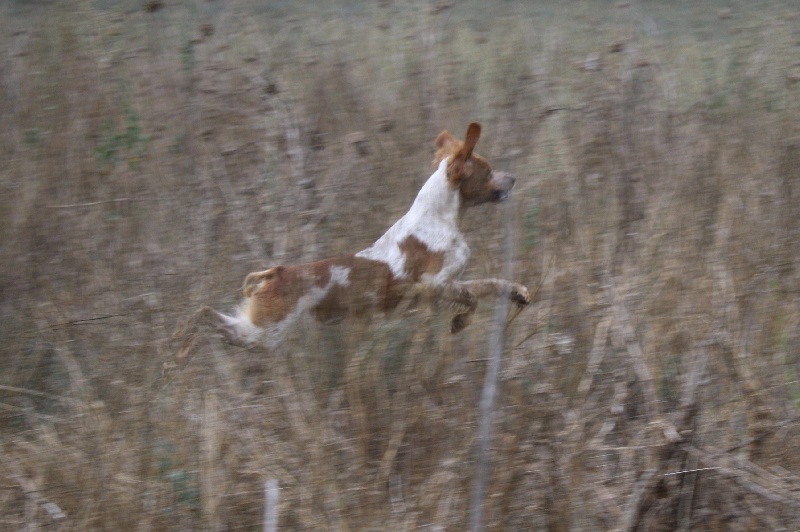 Chien Epagneul Breton Coukeur du Puech Garou