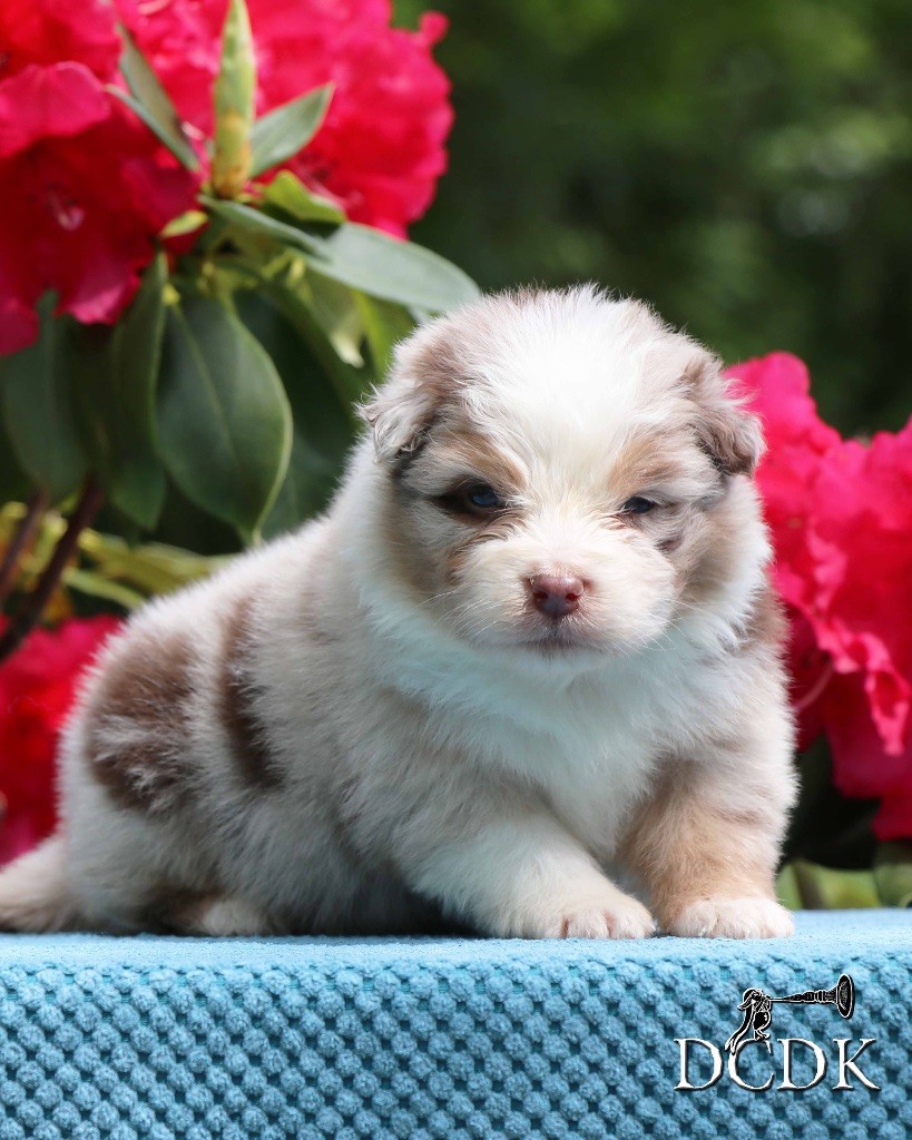 Chiot Berger Australien - Mâle rouge merle queue longue du chemin des ...