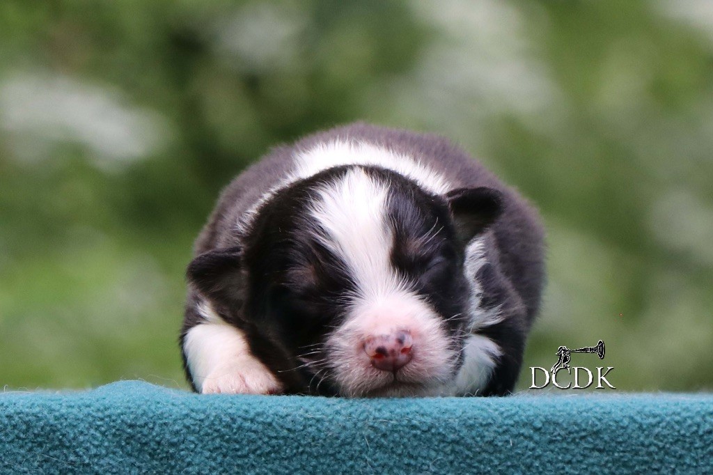 Chiot Berger Australien - Mâle noir tricolore queue longue du chemin ...
