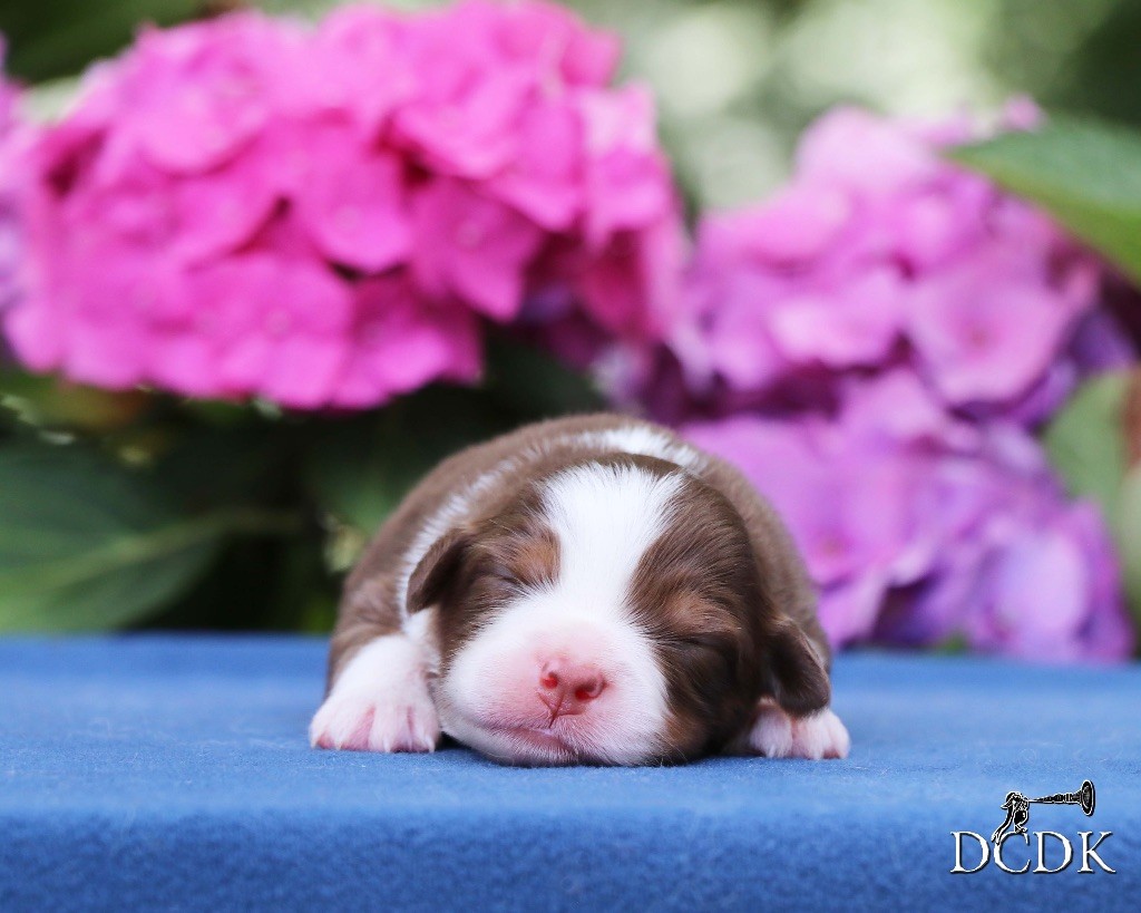 Chiot Berger Américain Miniature - Femelle rouge tricolore queue longue ...
