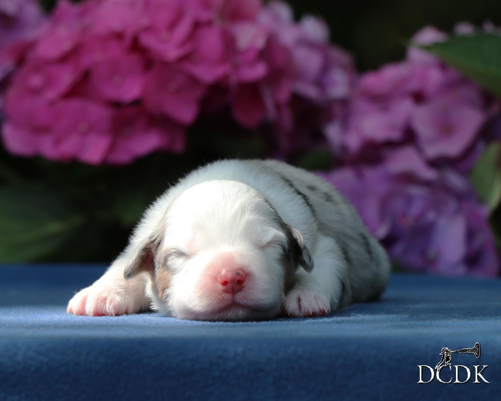 Chiot Berger Américain Miniature - Femelle bleu merle queue longue 1 du ...