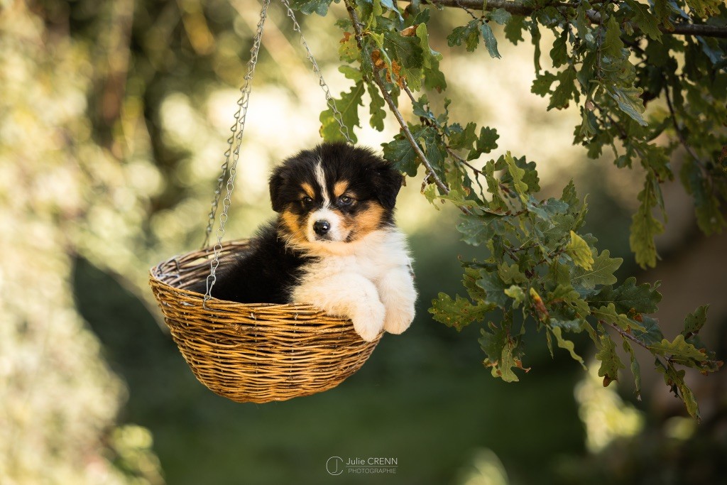 Chiot Berger Australien - Femelle noir tricolore queue longue du chemin ...