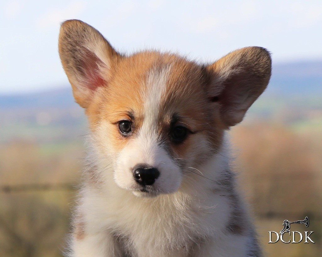 Chiot Welsh Corgi Pembroke - Mâle fauve 3 du chemin des korrigans