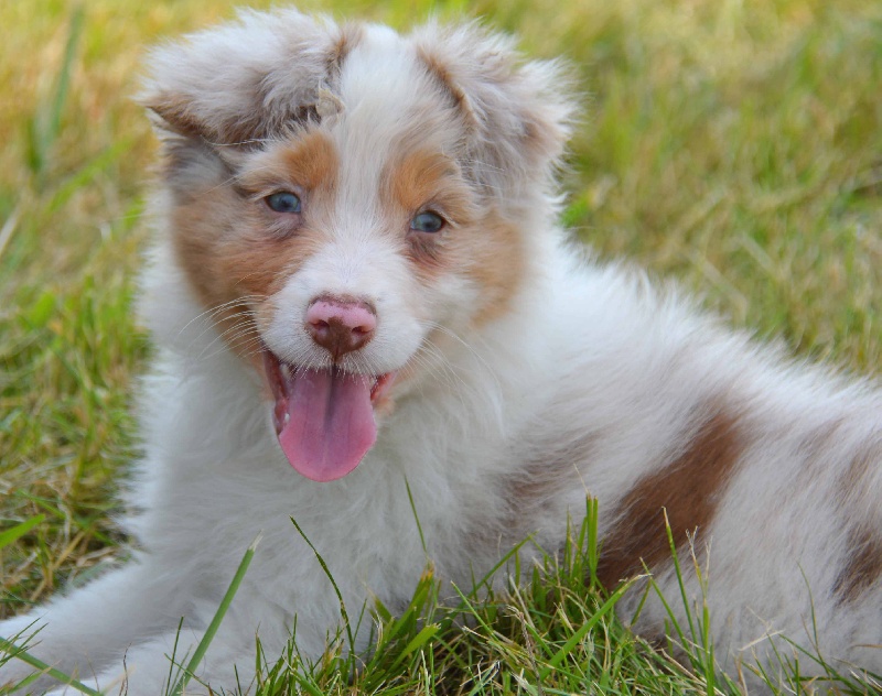 Chiot - Elevage de L'Igloo des Sables - eleveur de chiens Berger Australien