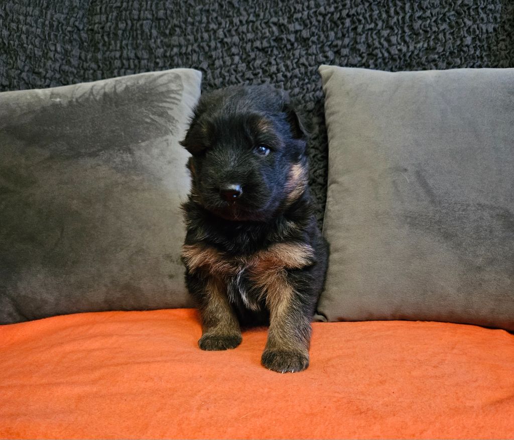 Chiot Berger Allemand Poil Long CHIOT 2 De L hacienda Del Matador