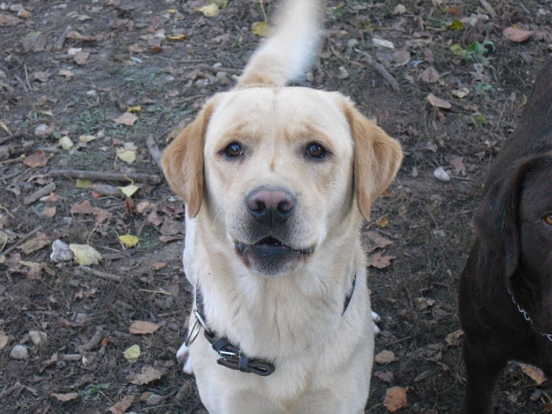 Chien Labrador Retriever Douglas de l'etang de la vallée