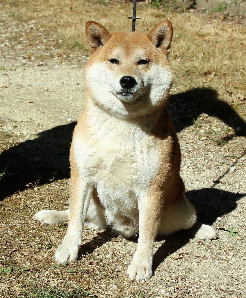 Chien Shiba CH. Inxs des portes de la moria